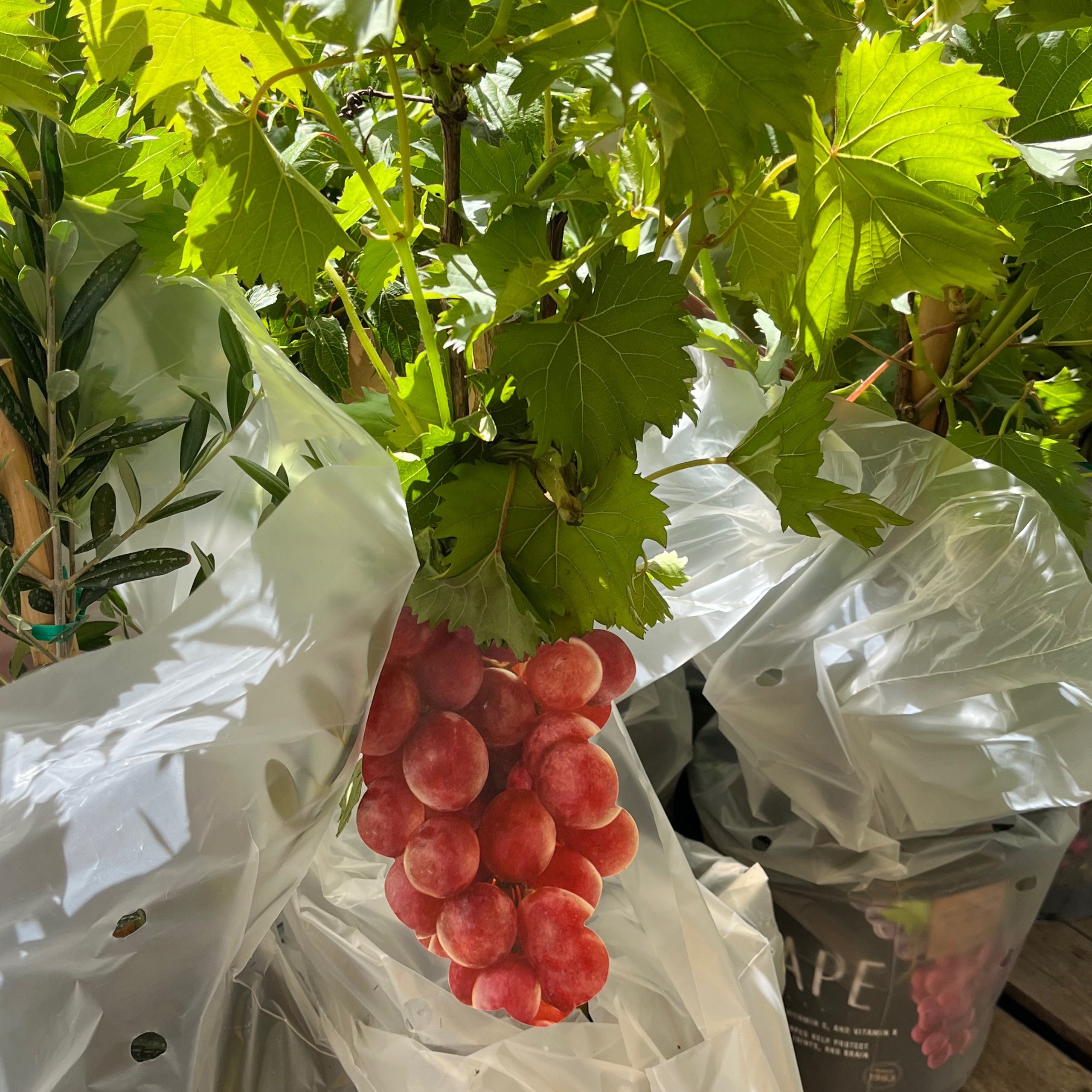 Grape plant 1 gallon Catawba | Olivor Heritage Farms
